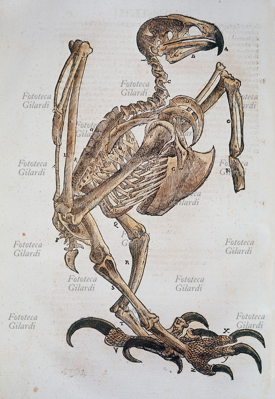 Disegno Scheletro Uccello Scheletro Di Uccello Arte Vettoriale, Icone